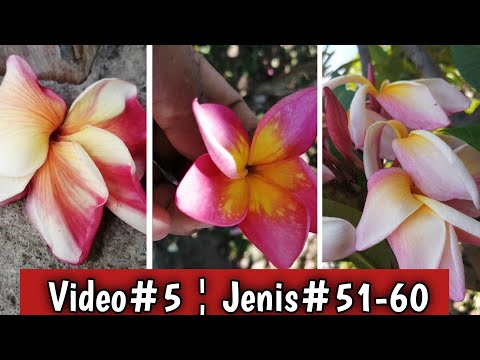 100 PLUMERIA VARIETY | SERIAL 100 JENIS PLUMERIA KAMBOJA JEPUN BALI| Video #5, Jenis #51-60