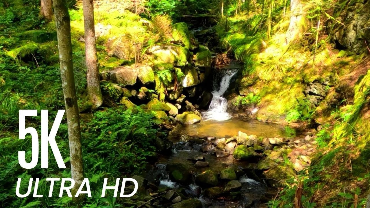 Gentle spring water flows in the forest to purify the mind, birdsong ...
