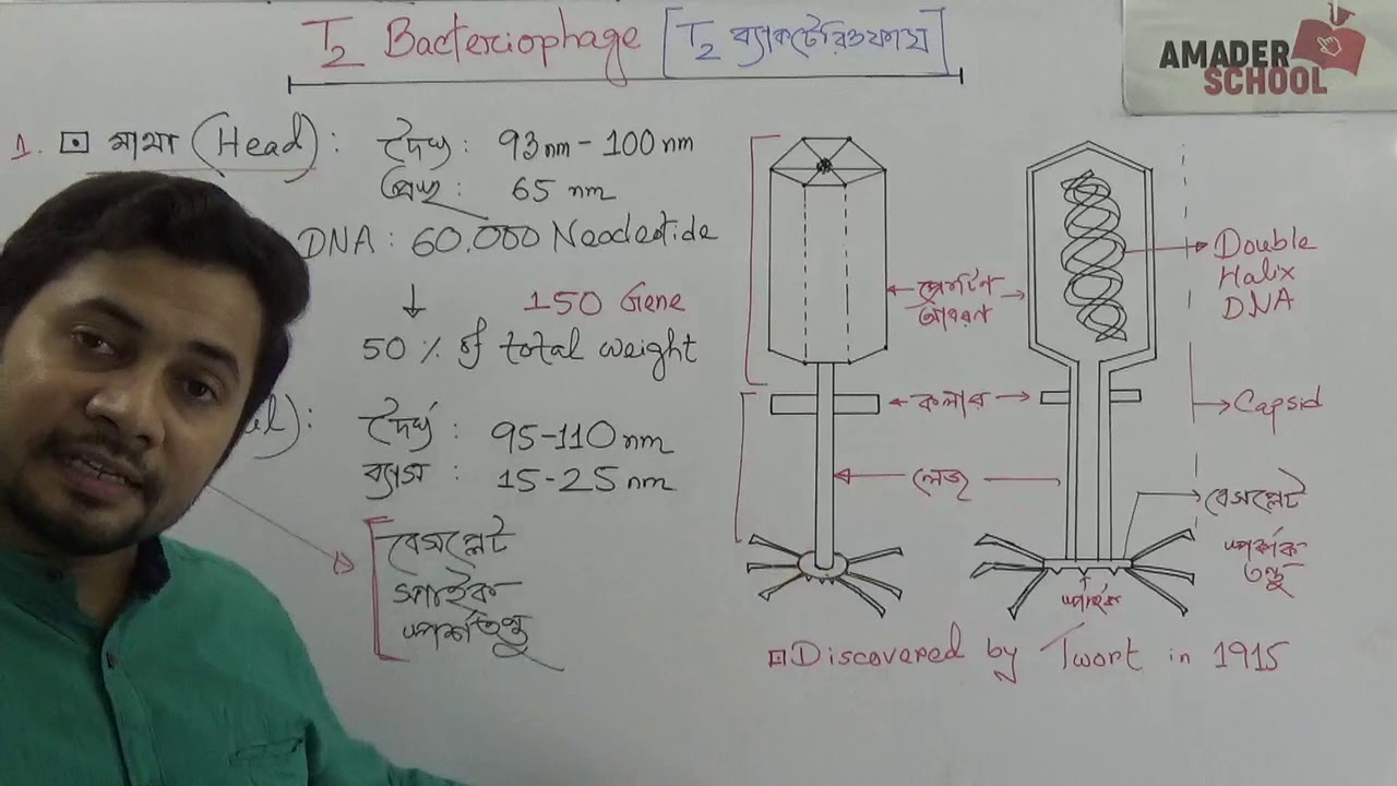 06. T2 Bacteriophage Virus | T2 ব্যাকটেরিওফাজের গঠন । ভাইরাসের গঠন ...
