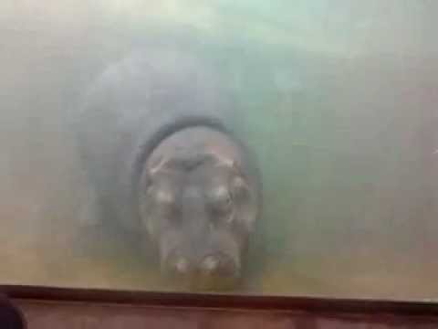 Baby hippo's belly button - YouTube