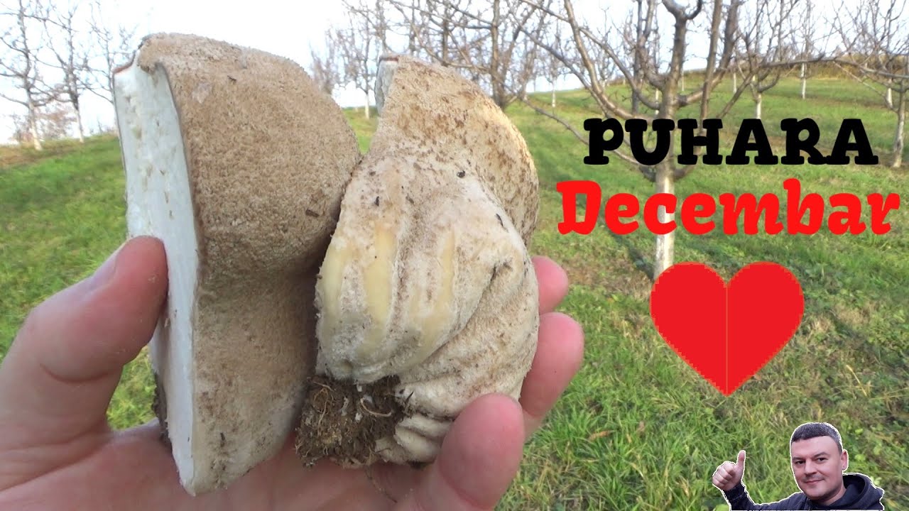 Puhara - Decembar - Baš Velika - YouTube