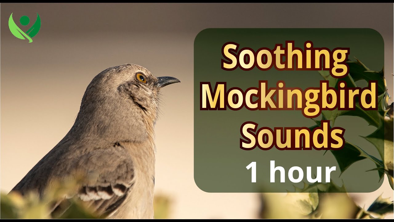 Mockingbird Melodies Serene Sounds for Tranquil Moments - YouTube