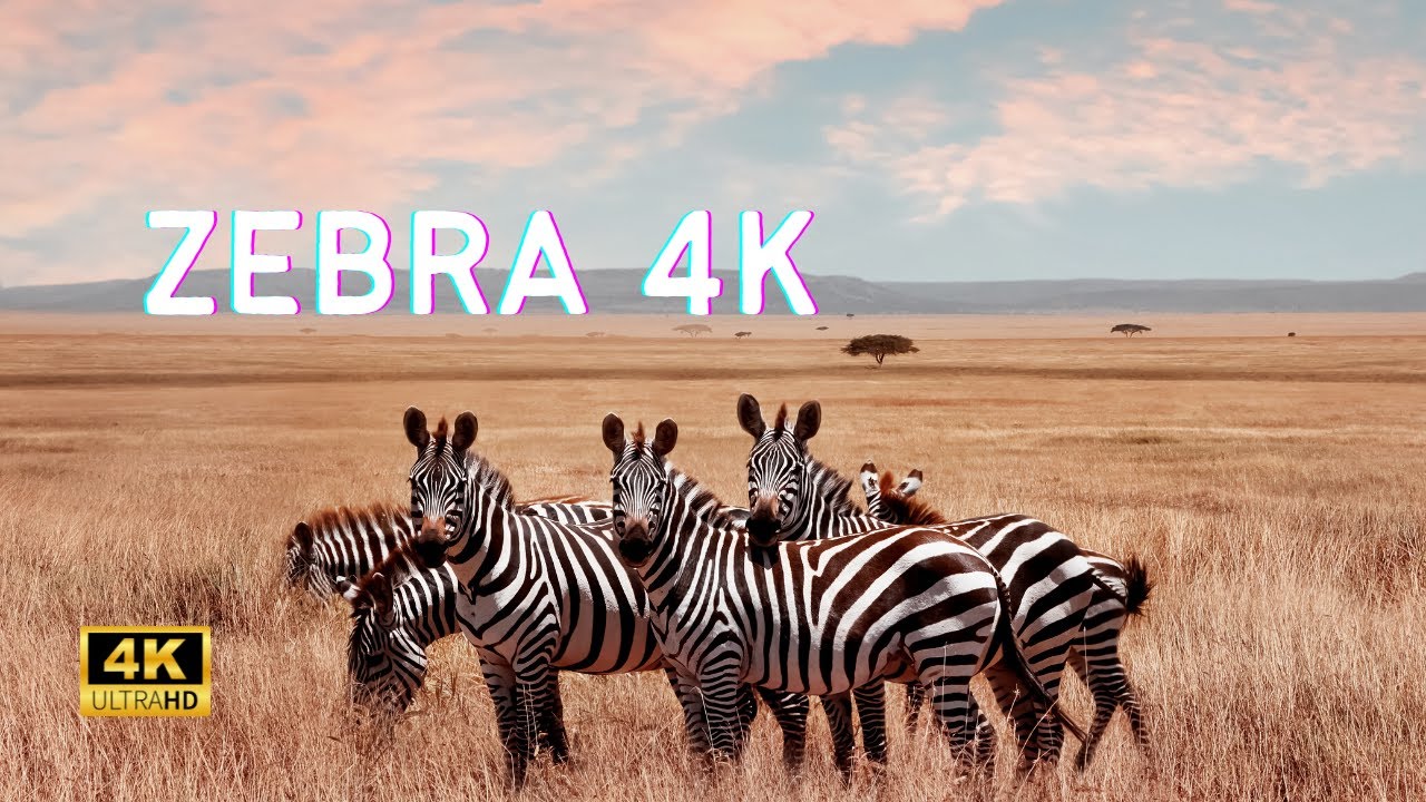 ZEBRA 4K :The Fascinating World of Zebras - YouTube