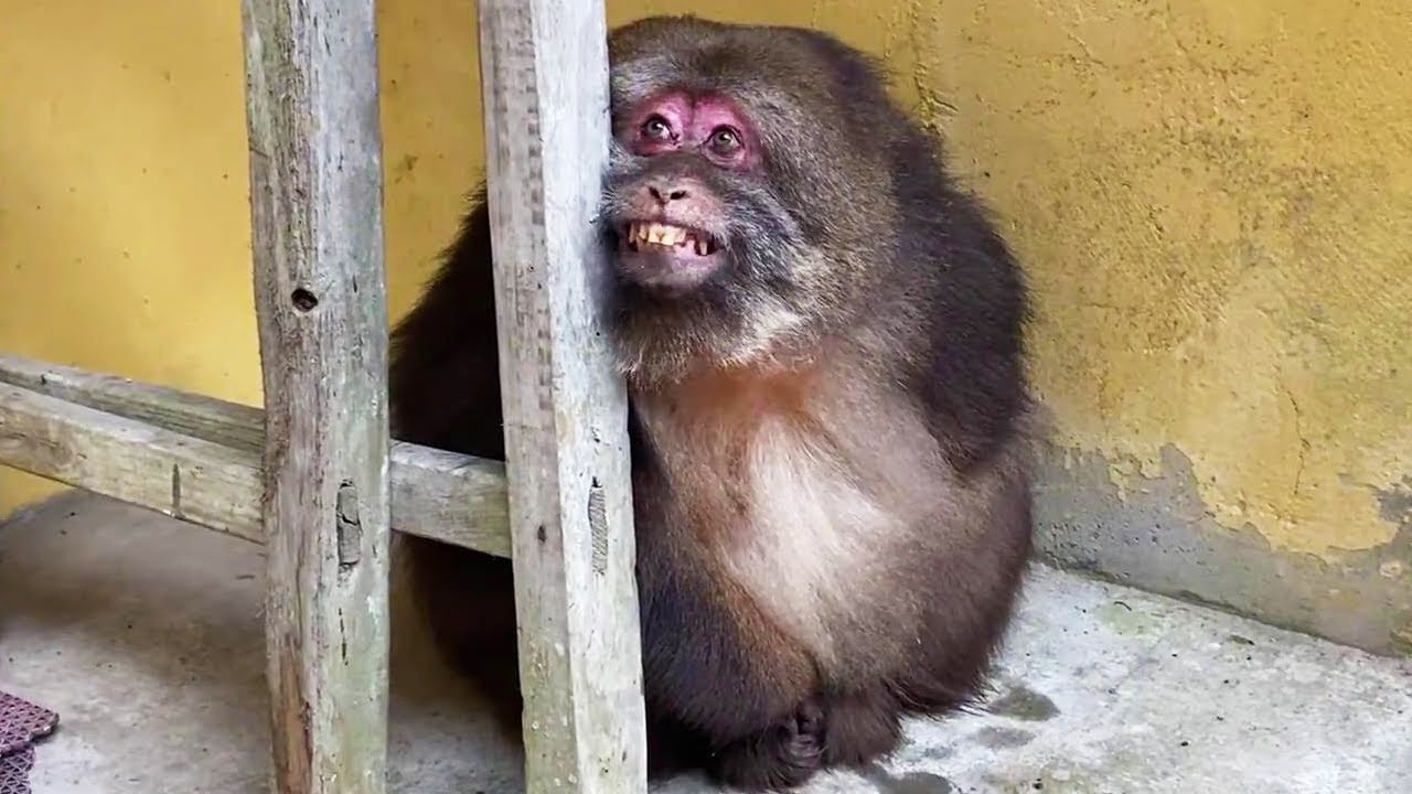 星星溫柔且愛笑 | Xingxing is gentle and love to laugh #monkey #animals - YouTube