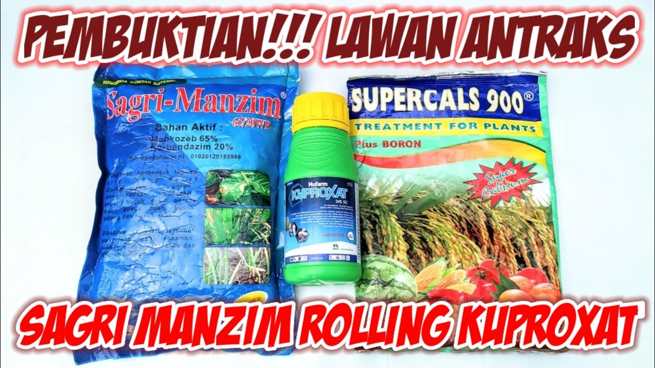 Sagri Manzim dan Kuproxat | Seberapa Ampuh Mengobati Antraknosa/Patek ...