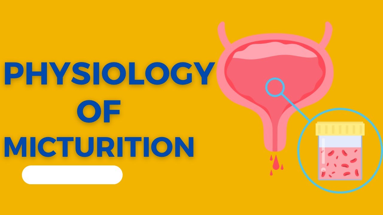 Micturition-Functional Anatomy, Reflex and Abnormalities - YouTube