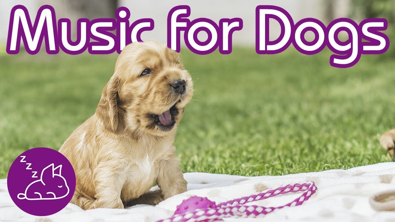The BEST Dog Relaxation Sounds: Music For Dogs (2019) - YouTube