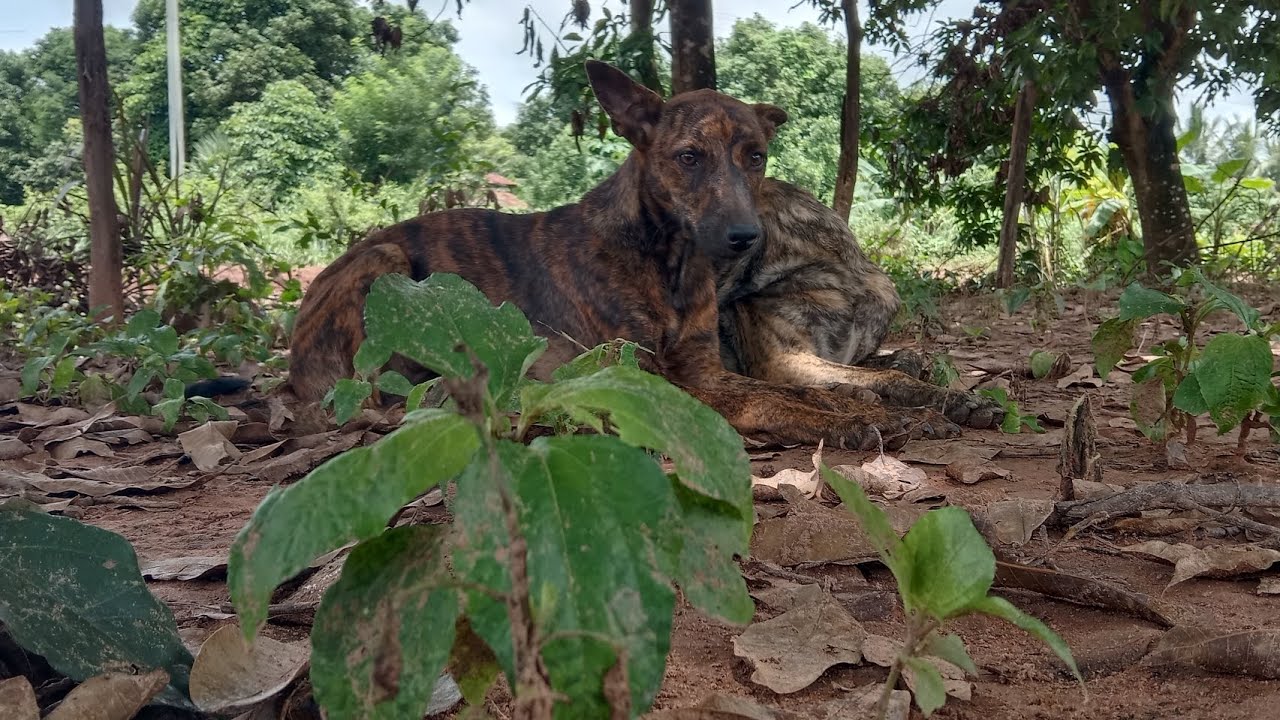 Cute Dogs, Dog Videos, Stray Dog, Funny Dogs, Funny Animal Videos, Dogs ...