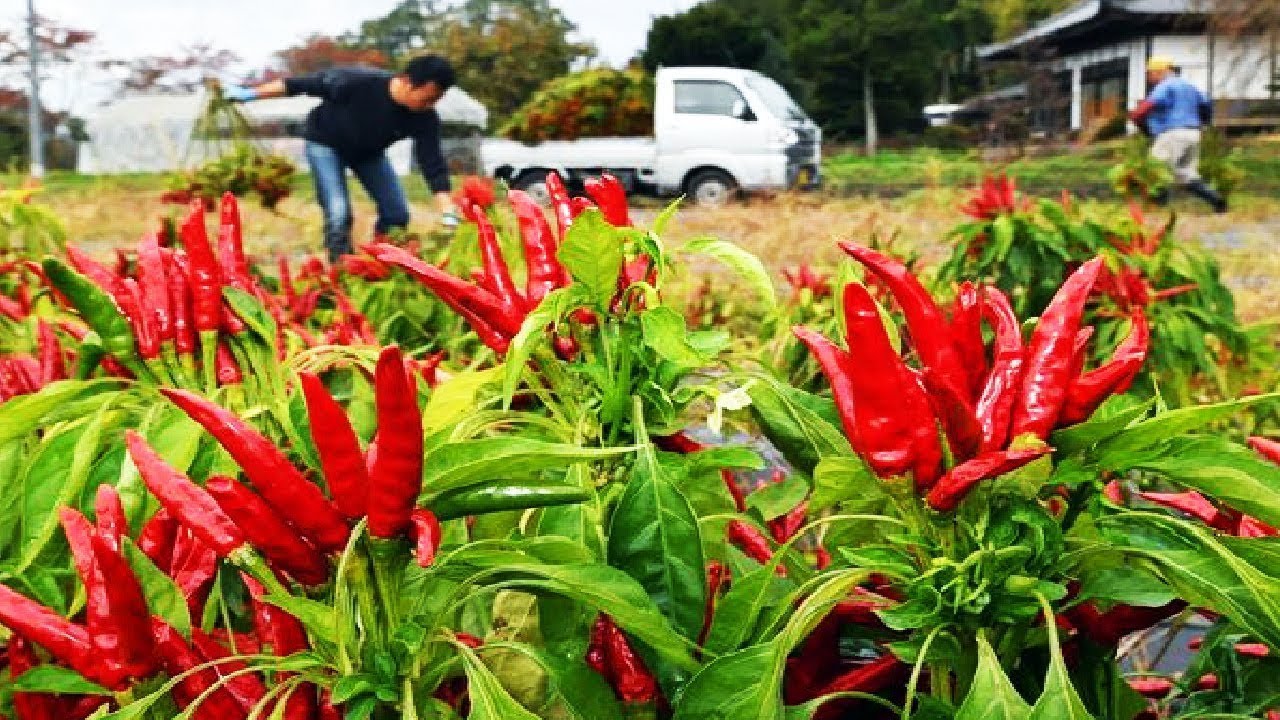 Hawk Claw Chilies - Japan Chili Farming and Harvest - Japanese ...