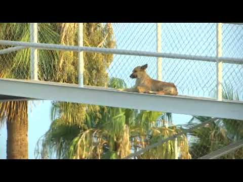 ¡Para que aprendan! Captan a perrito usando puente peatonal en Torreón ...