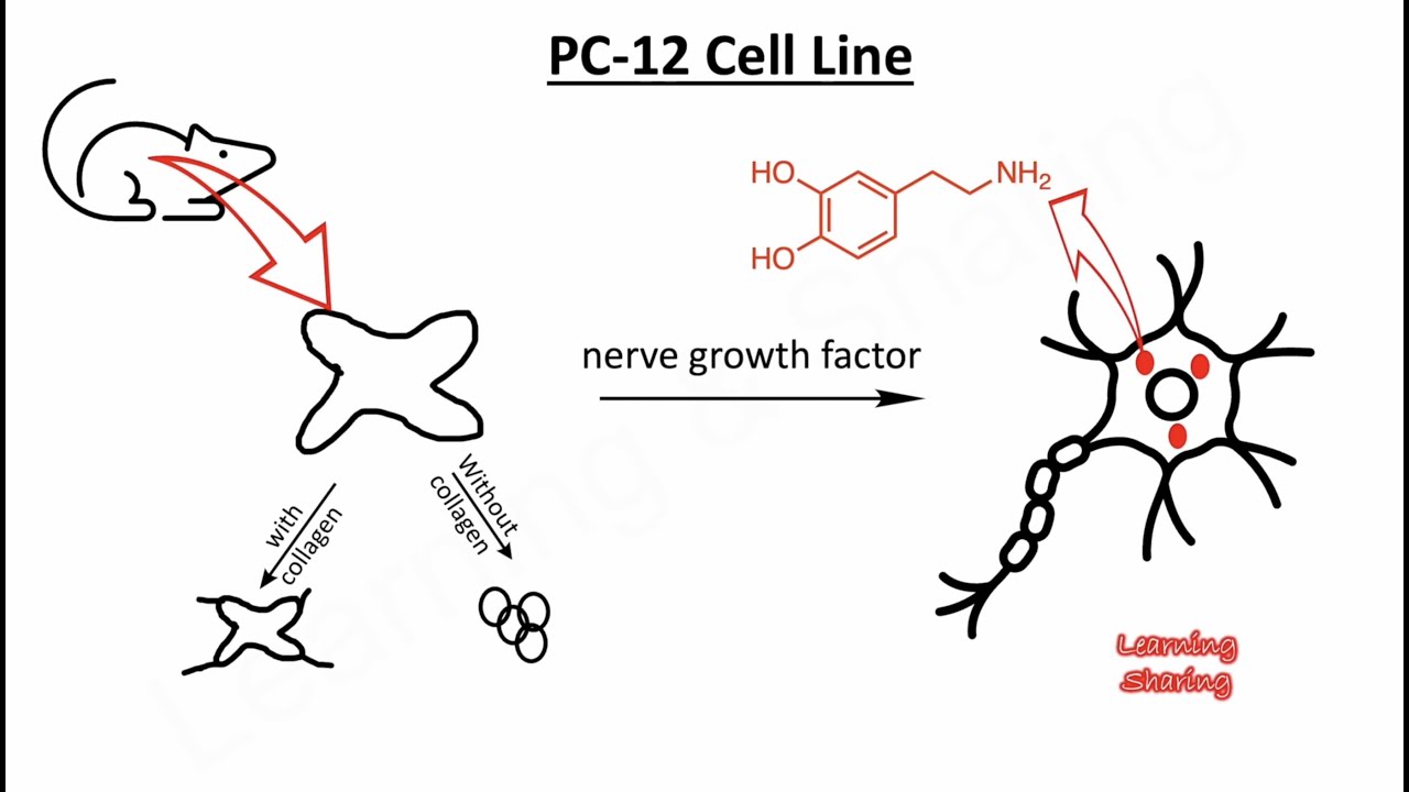 PC-12 Cell, Neuron-like Cell, Neuroscience, Nerve Growth Factor ...