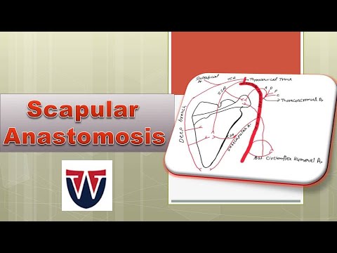 Scapular Anastomosis / Anastomosis around scapula [World of Anatomy ...
