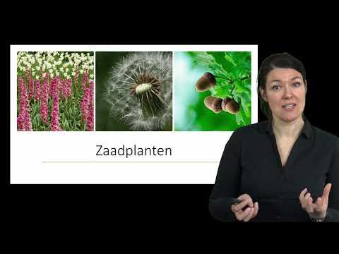 Ordening Planten 3 4 - YouTube