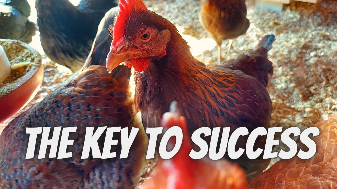 One Thing You Need To Have Success In Raising Backyard Chickens ...