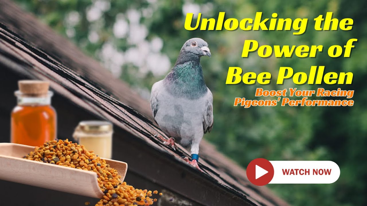 Boost Your Racing Pigeons Performance | Bee Pollen - YouTube