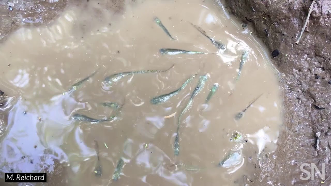 Rain puddles provide an impromptu spot for killifish breeding | Science ...