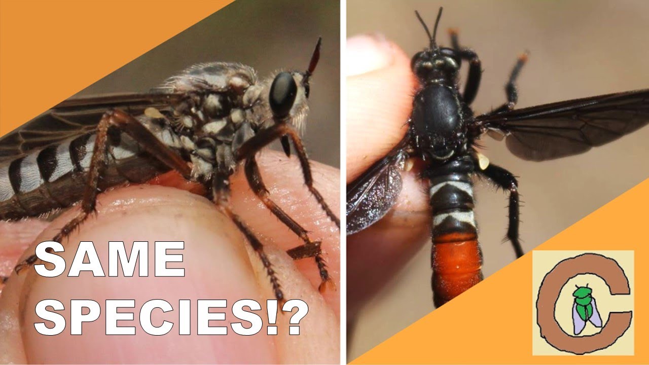 The Most Variable Robber Fly in Florida! - Insect Catching in South ...