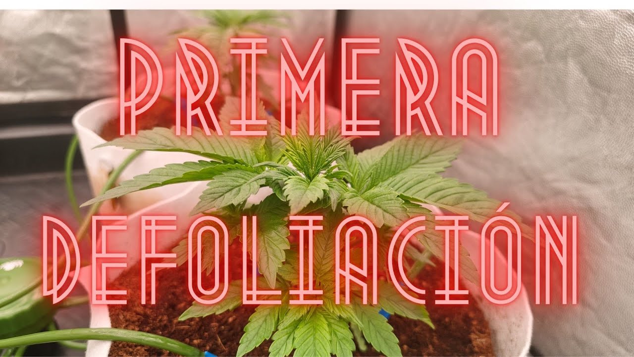 🌱 CAPÍTULO 5 | PRIMERA DEFOLIACIÓN 🍂 CULTIVO DE TRIPLOIDES DIA 24 ...