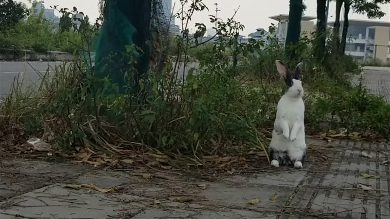 Bunny stands by 2 legs - YouTube