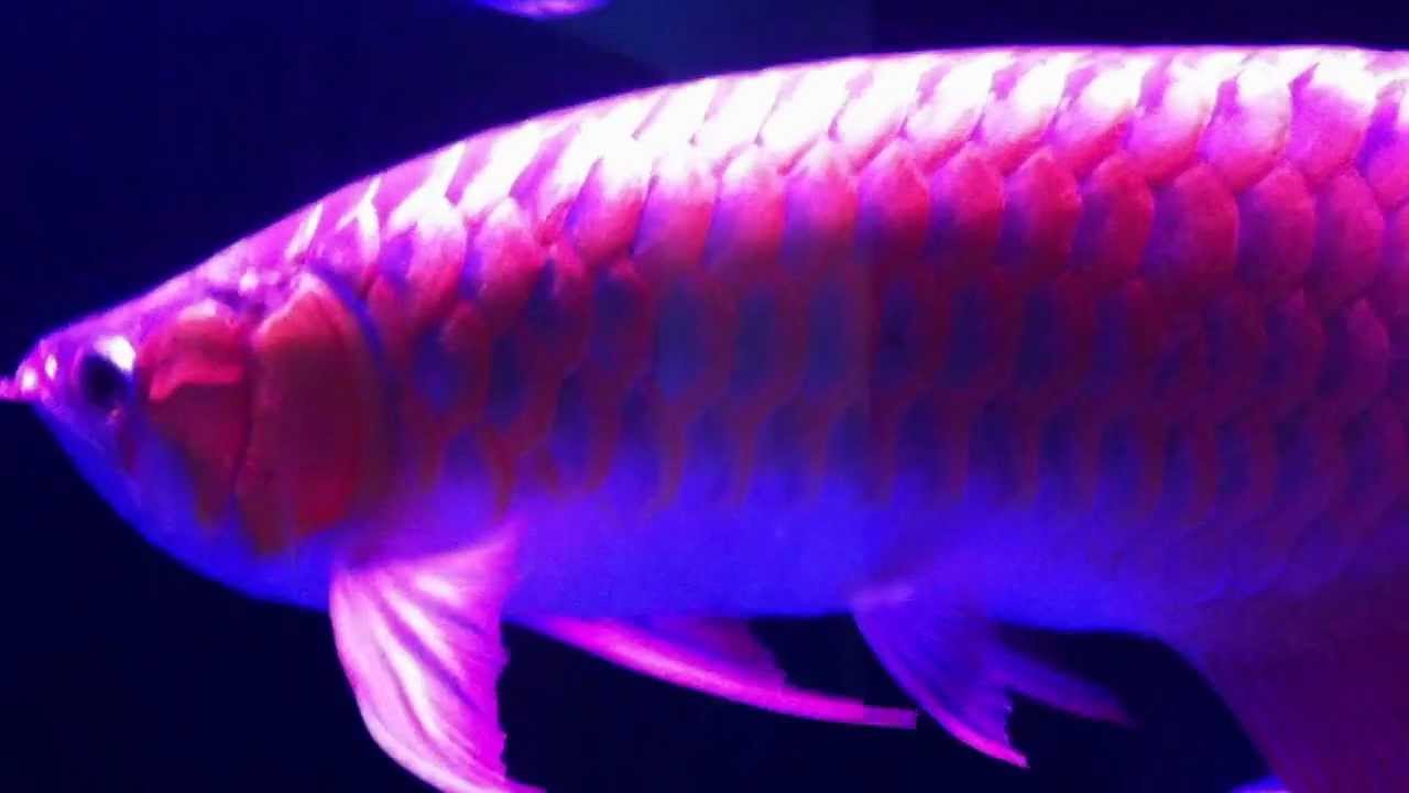 Blood Red Arowana AAA quality RM4900 ONLY - YouTube