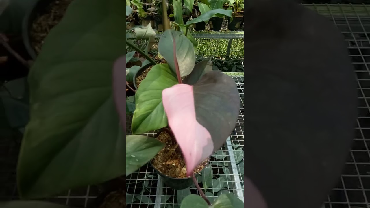 Philo pink princess philo yang unik - YouTube