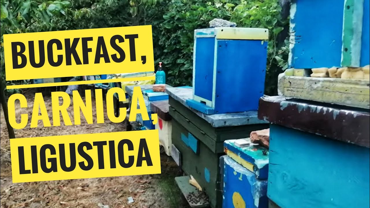 ÎN STUPINA LUI CRISTI MARIA - YouTube