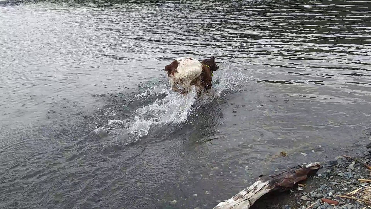 Perro Loco! - YouTube