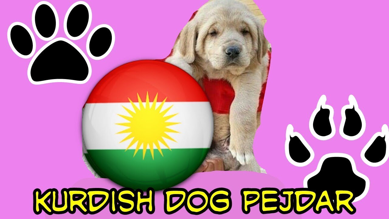 The Strongest Dog of the World (Kurdish Dog Pejdar)/Pshdar/Assyrian/سگ ...