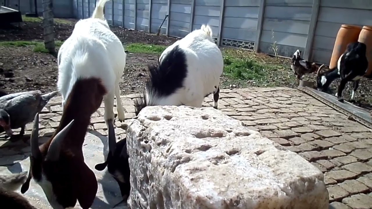 Why salt is important for your goats and sheep - YouTube