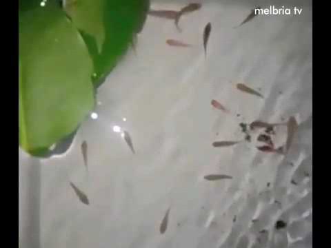 # tebar bibit # ikan mas # wader # - YouTube