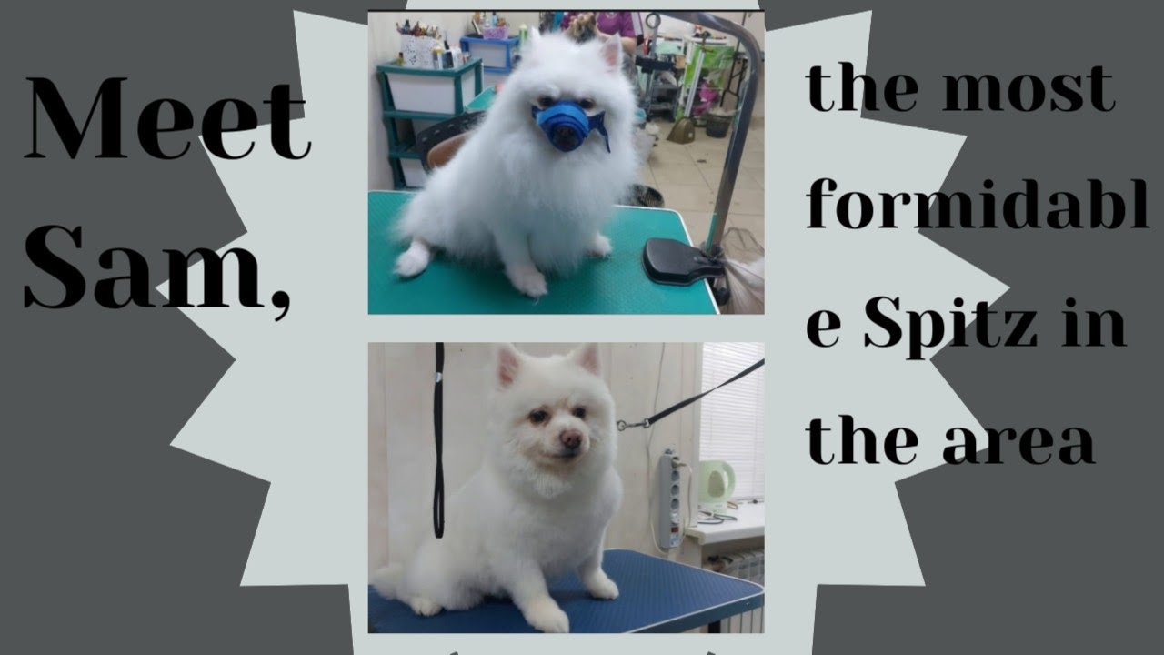 Meet Sam, the most formidable Spitz in the area - YouTube