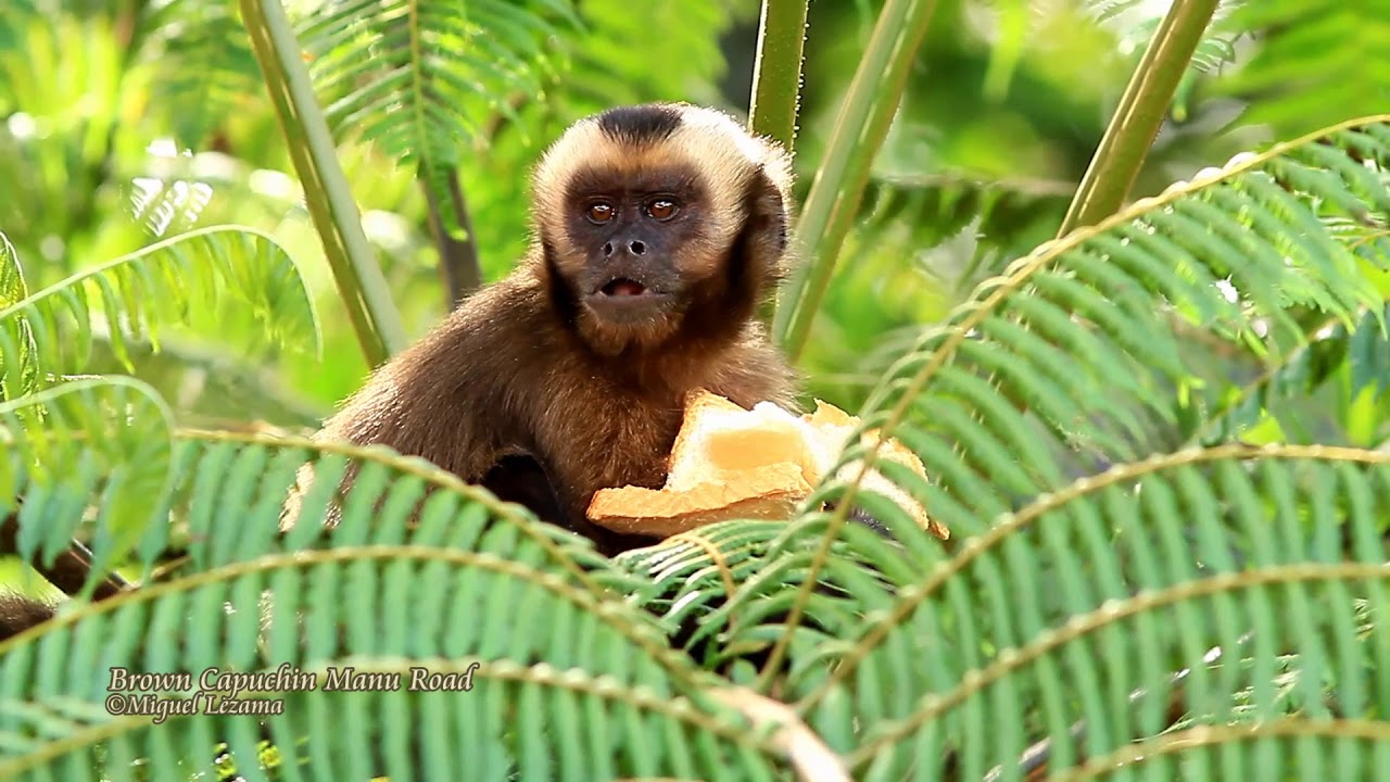 Brown Capuchin - Large-headed Capuchin monkey, Cock of the rock Lodge ...