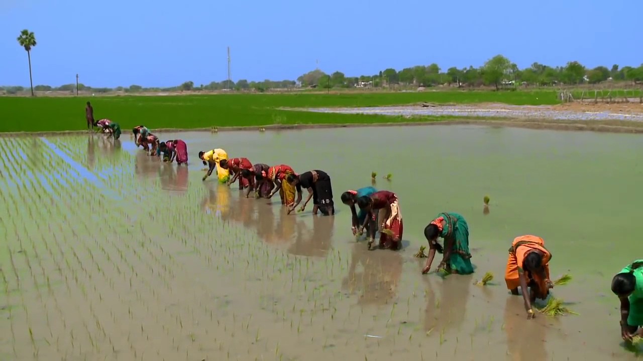sri punnami seeds - YouTube