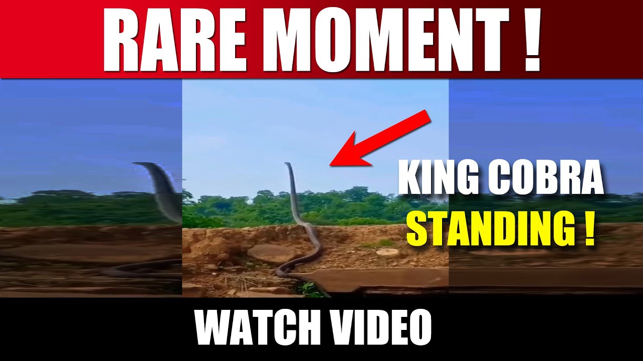 RARE MOMENT ! King Cobra Spotted STANDING Captured On Camera | Watch ...