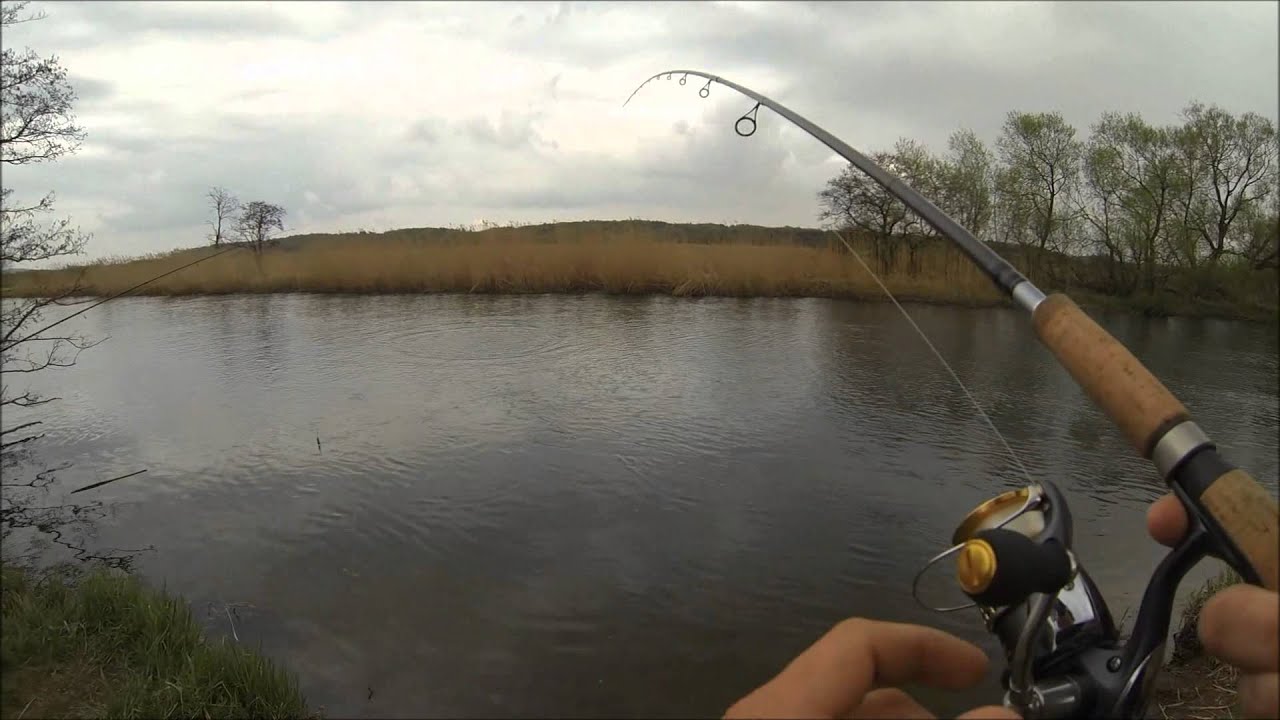 Gedde fiskeri Gudenåen 2013 - YouTube