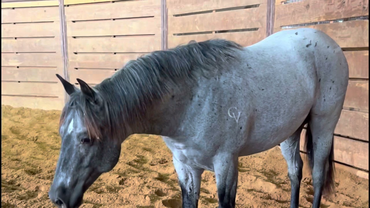 BLUE ROAN yearling stallion by HIGH BROW CAT - YouTube