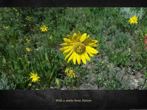 Julie Boomer Realtor Video - YouTube