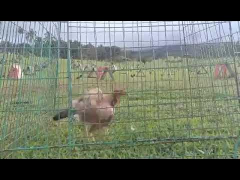 pure 5k sweater pullet breeding material acquire at Red gamefarm.. - YouTube