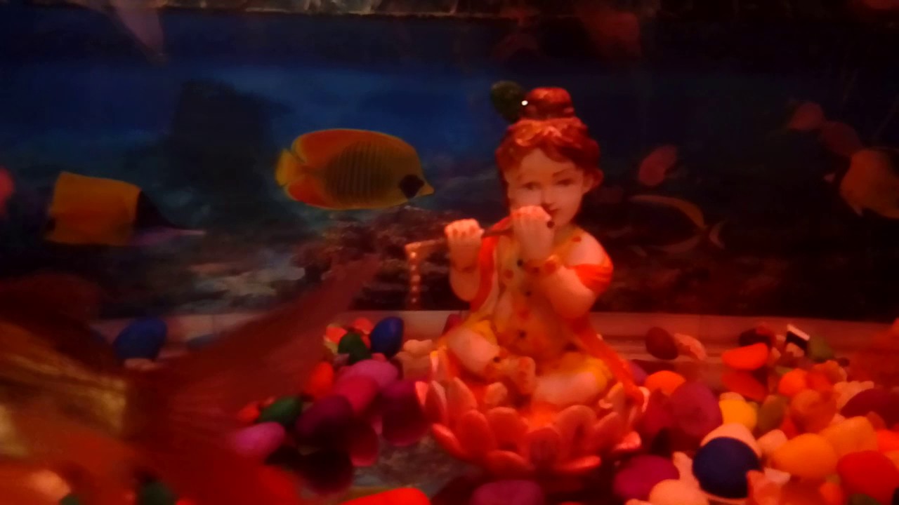 Lord Krishna & Gold fishes in Red light aquarium - YouTube