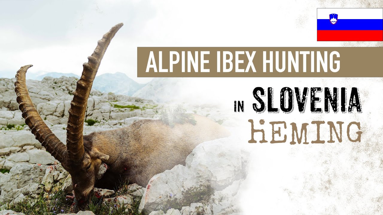 Alpine Ibex hunting in Slovenia | 194,3 b. CIC Gold medal🥇 - YouTube