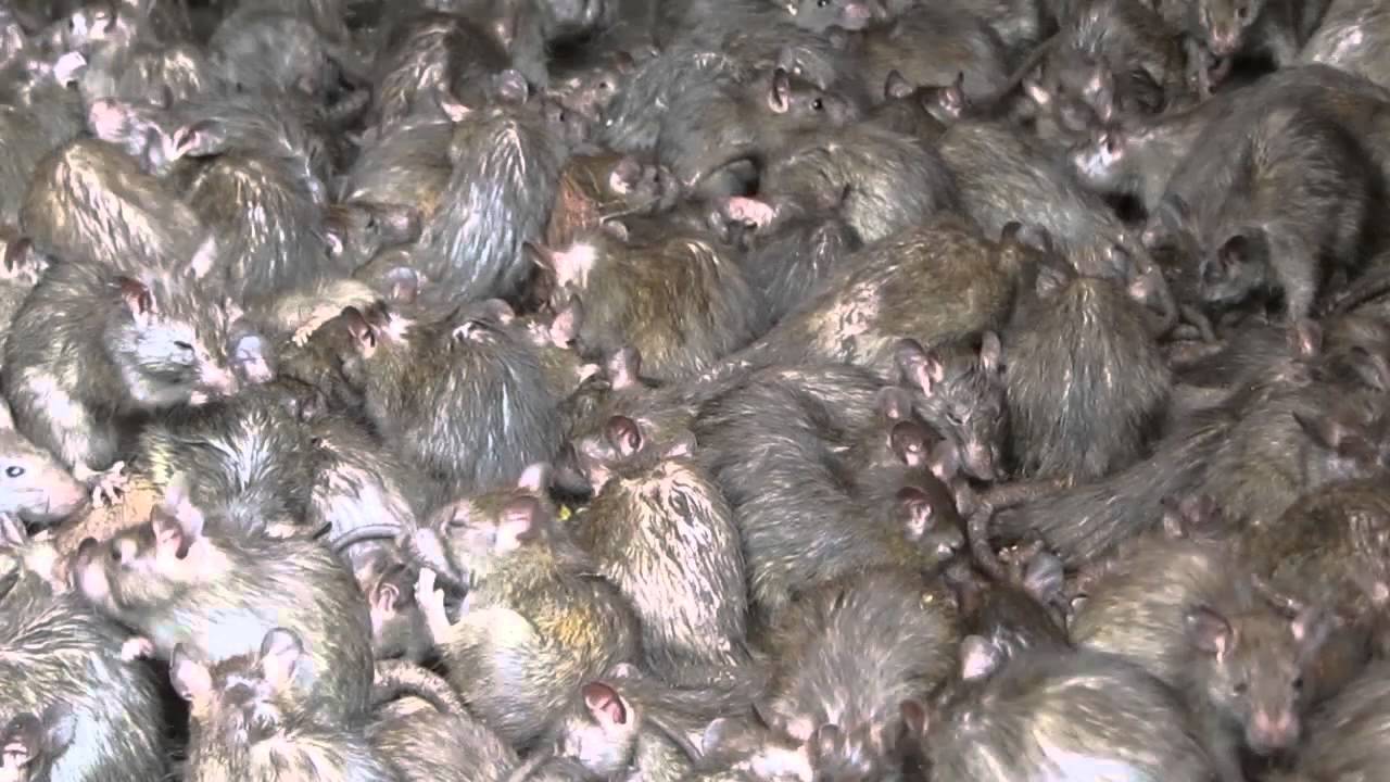 Já imaginou um templo de adoração aos ratos? - YouTube