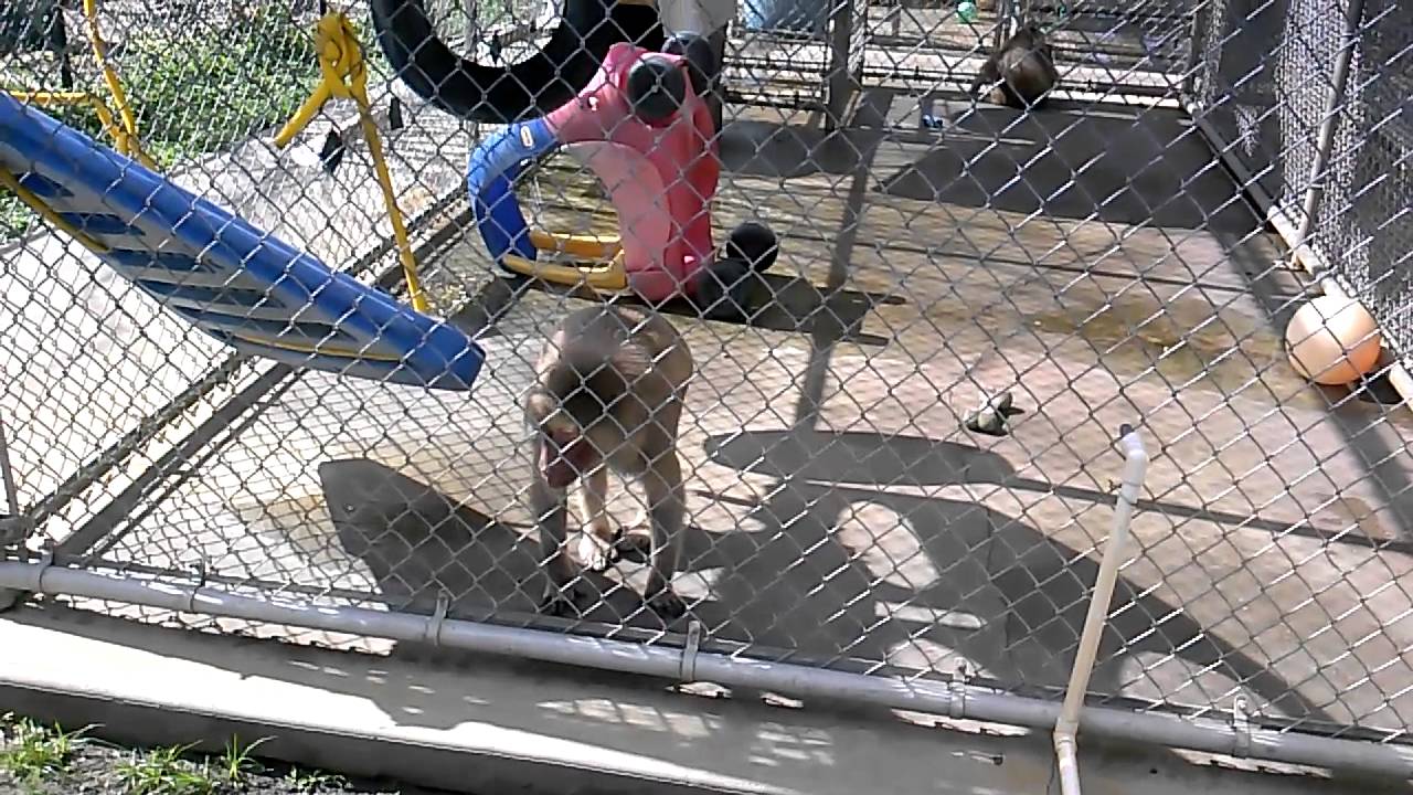 Michael at Chimp Farm 2015 - YouTube