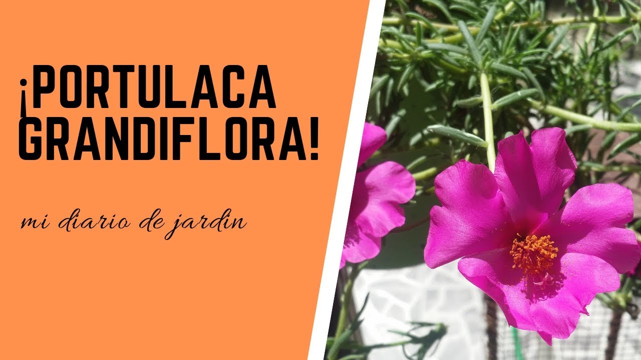 PORTULACA GRANDIFLORA, mañanita, chisme o amor de un rato, Mi diario de ...