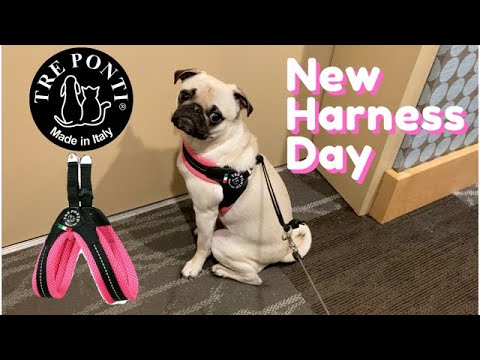 New Harness Day/Tre Ponti Dog Harness - YouTube