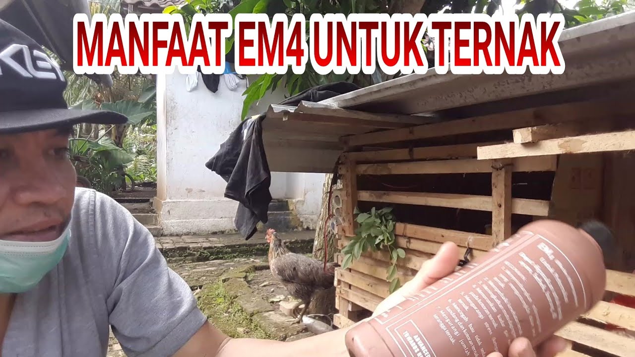 MANFAAT EM4 UNTUK TERNAK - YouTube