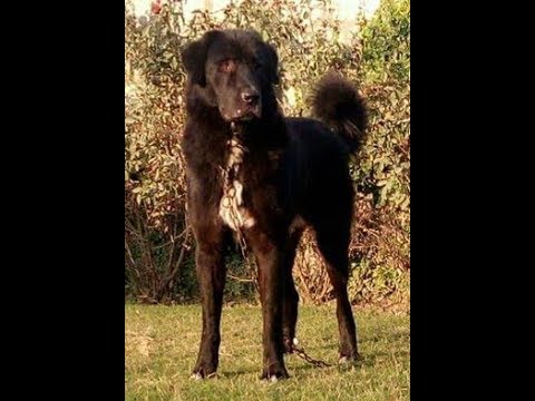 Bakarwal ( Himalayan Sheep Dog ) Male - YouTube