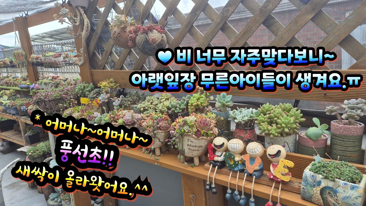 무른입장 떼고~비가림하고 관리는 요렇게~♥️ 벌써 땀 삐질삐질~올여름은 얼마나 더울지ㅠ옥상다육키우기 옥상하우스 옥상다육