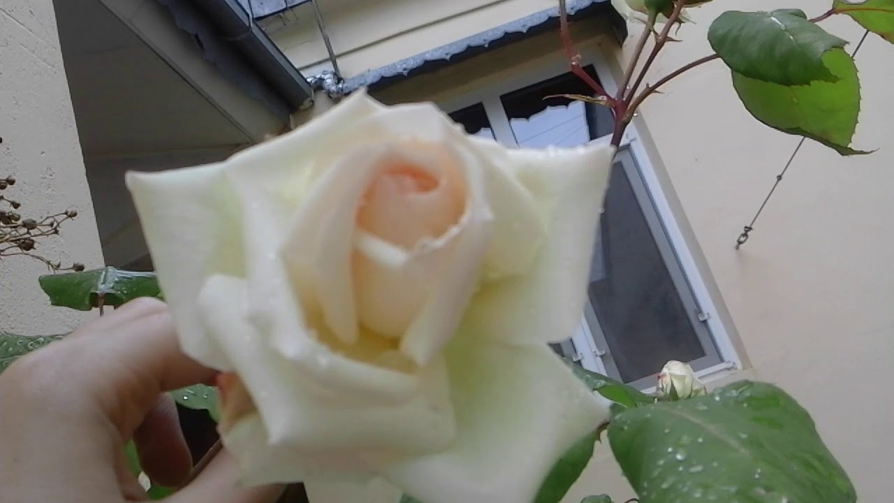 Ağ rəngli güllər - YouTube