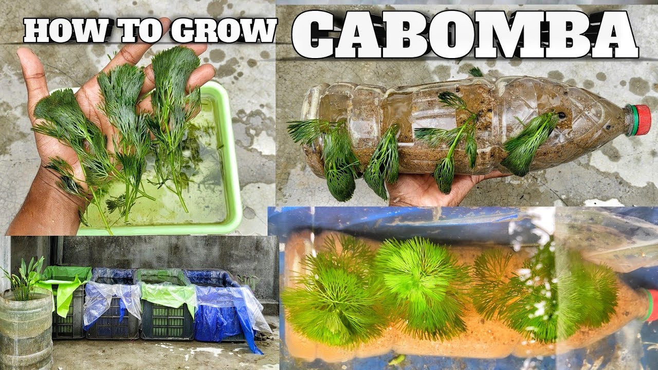 How to grow cobomba plant || cobomba plant problems solved # ...