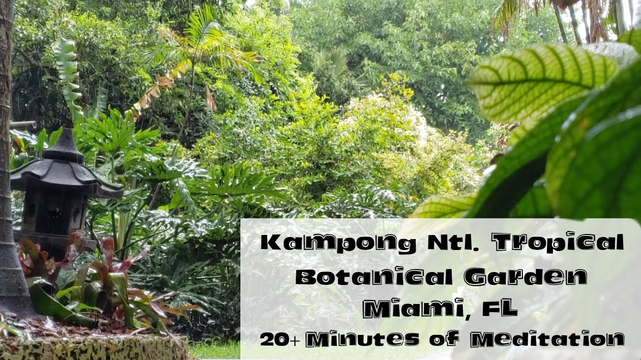 Kampong National Tropical Botanical Garden Rain & Thunder Sounds Sleep ...
